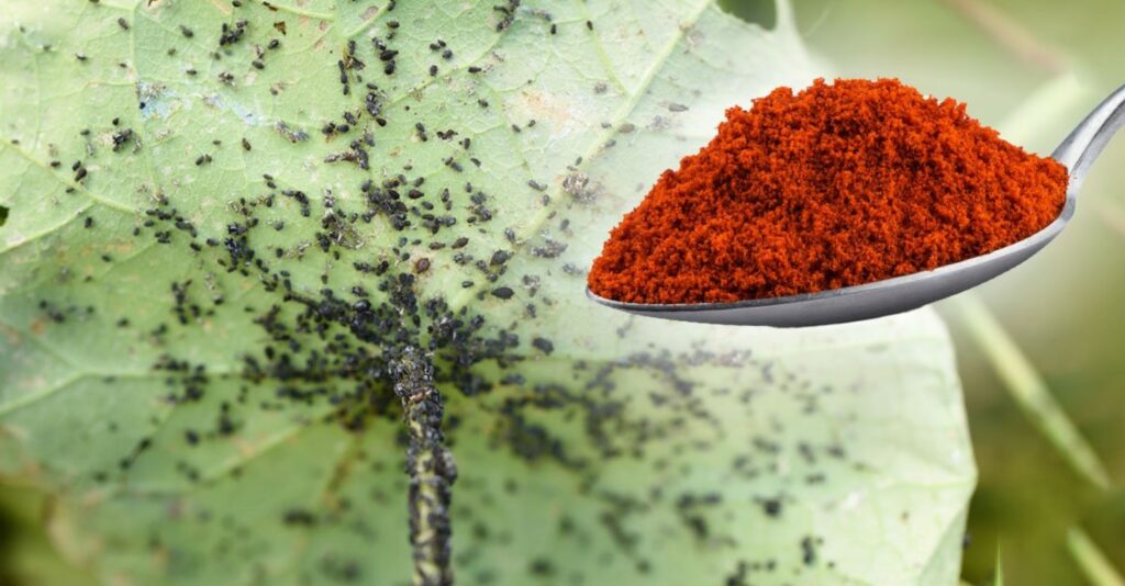 Vienmēr turu mājās šo garšvielu, jo laputis no tās bēg, ilgi nedomājot ...